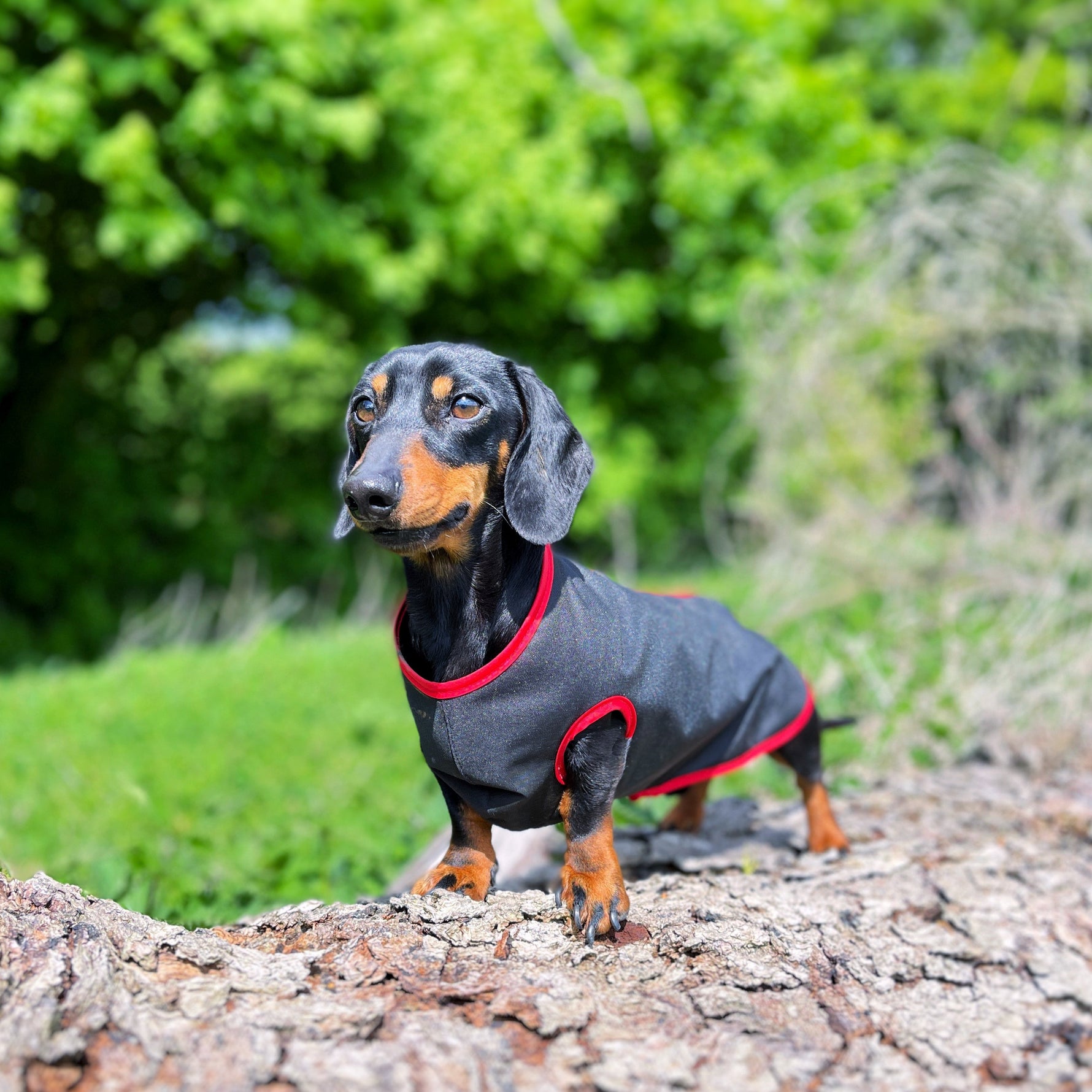Dashing Dachshunds exclusive Mini Dachshunds waterproof coat